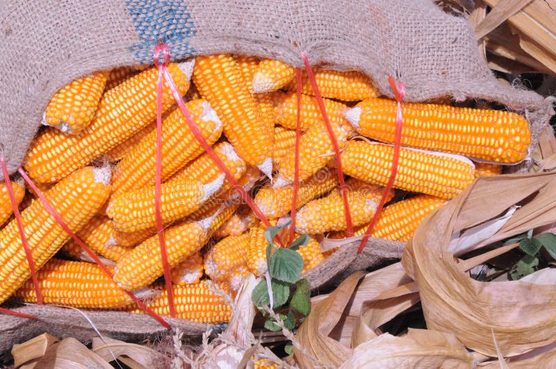 Saco Fresco Do Milho Do Campo De Milho Foto de Stock - Imagem de fresco ...