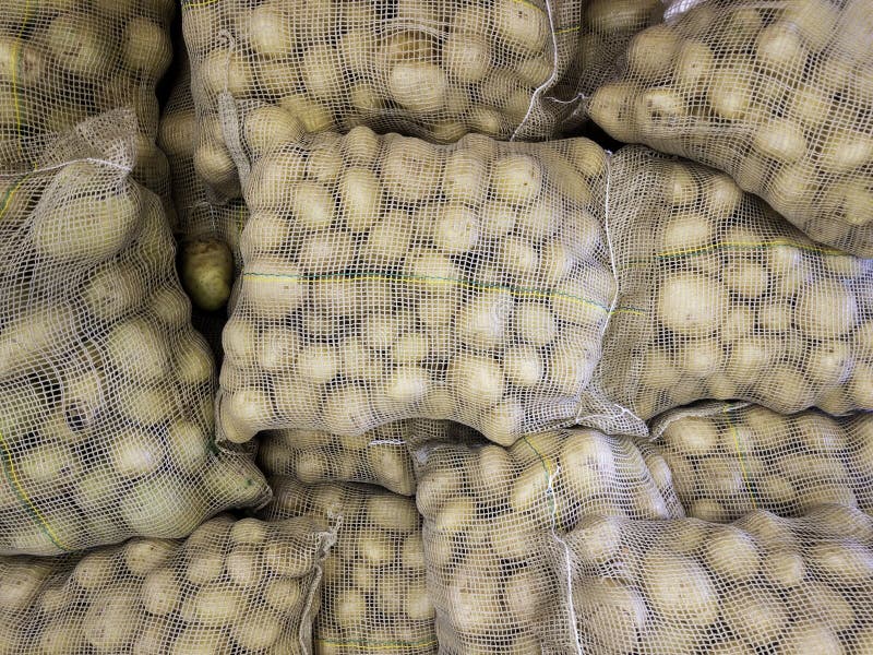 Sacos de batatas na terra foto de stock. Imagem de carboidrato - 129395664