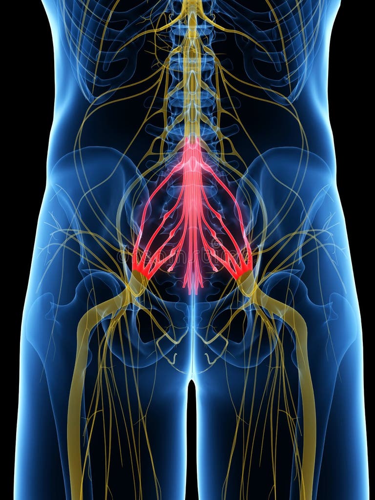 Sacral Plexus Stock Illustrations – 688 Sacral Plexus Stock ...