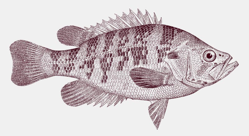 Sacramento Perch, an Endangered Fish from California in Side View Stock ...