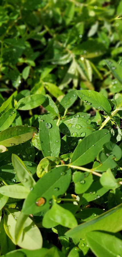 Sacramento Spring stock photo. Image of warm, beautiful - 154884670