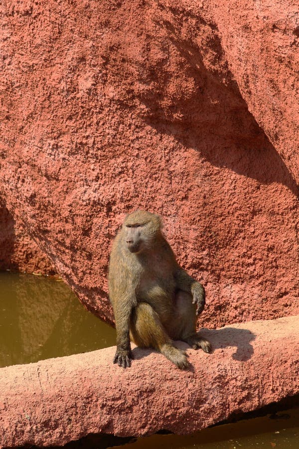 Sacred Baboon enjoying sun stock image. Image of baboon - 23545451