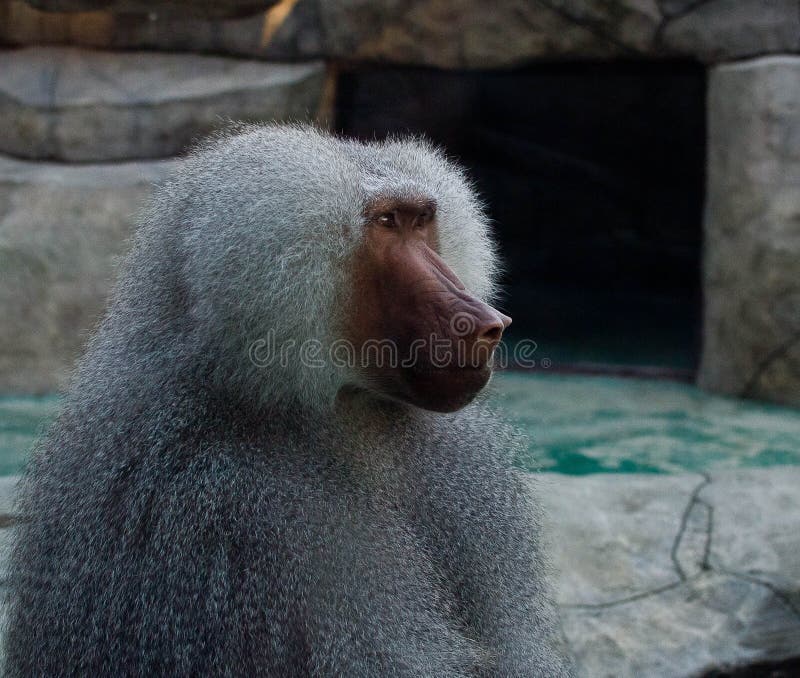 Hamadryad stock photo. Image of reserve, hands, vertebrate - 11705130