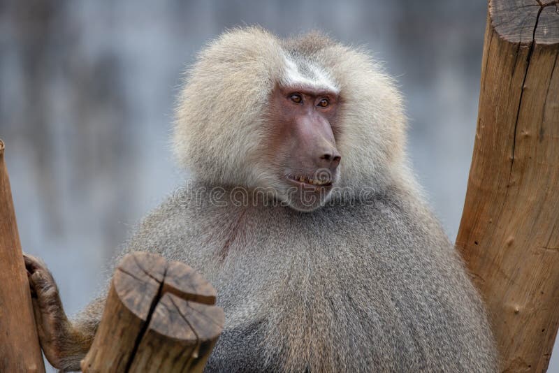 Sacred Baboon Monkey (Papio Hamadryas) in Selective Focus. Stock Photo ...