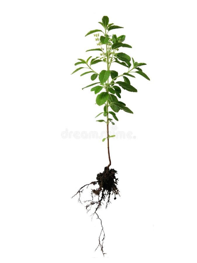 Rama Tulsi holy basil stock image. Image of herbs, asian - 8057105