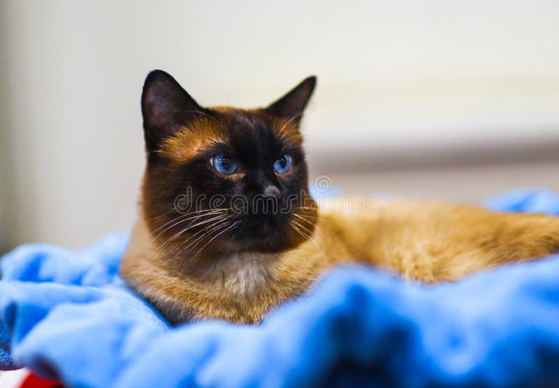 A Brown Birman Cat Picture. Image: 119663828