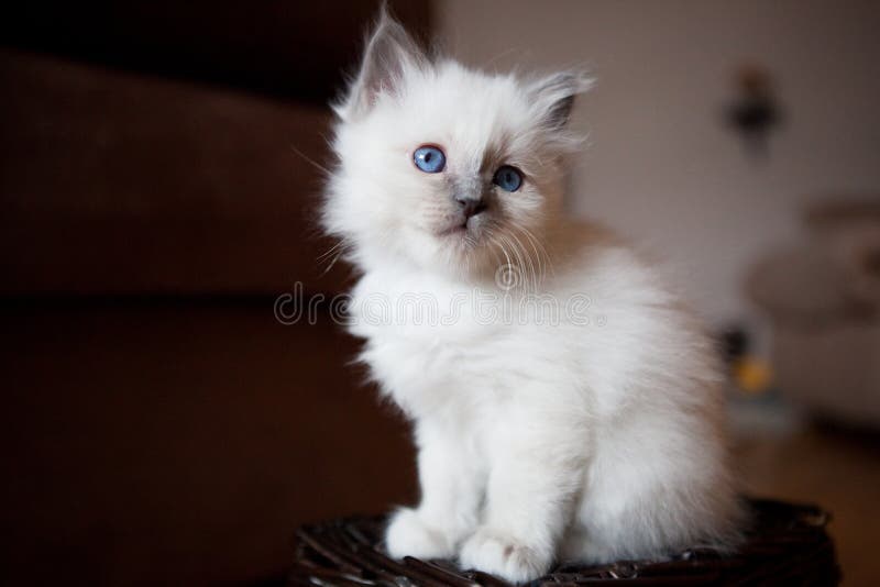 Sacred Birman kitten stock image. Image of kitten, pretty - 111684649