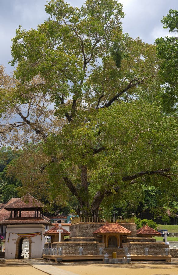 Sacred Bodhi Tree, Sunny Day. Kandy, Sri Lanka Stock Image - Image of ...