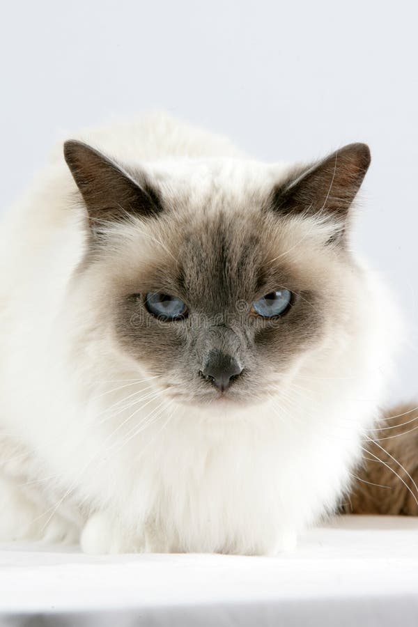 Sacred Cat of Burma stock photo. Image of nose, company - 34224664