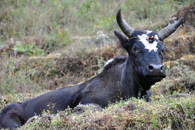 Sacred Cow stock image. Image of buddhism, asian, black - 29119543