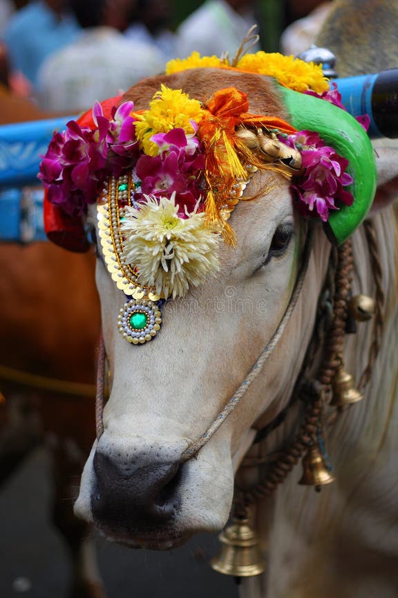 Sacred Cow stock image. Image of bell, calf, blue, farm - 8753785