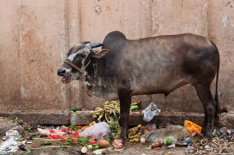 Sacred Cow in India stock image. Image of cattle, ethnicity - 20152315
