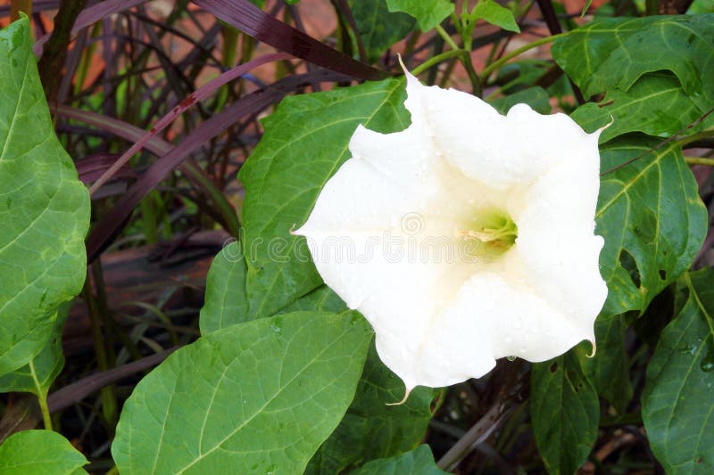 Sacred Datura stock photo. Image of potato, pink, planting - 95744540