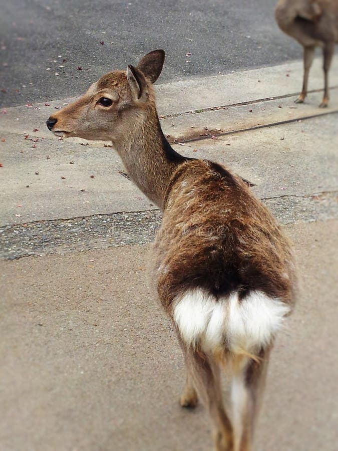 252 Sacred Deer Kasuga Shrine Nara Japan Stock Photos - Free & Royalty ...