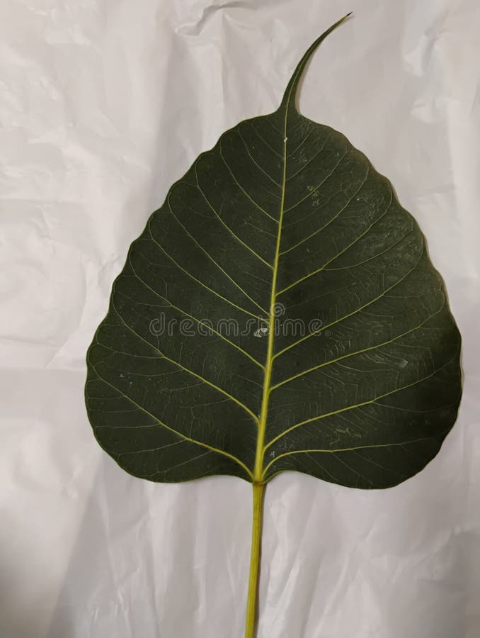 Sacred Fig Leaf, Big Leaf, Green Leaf, Peepal Leaf Stock Image - Image ...