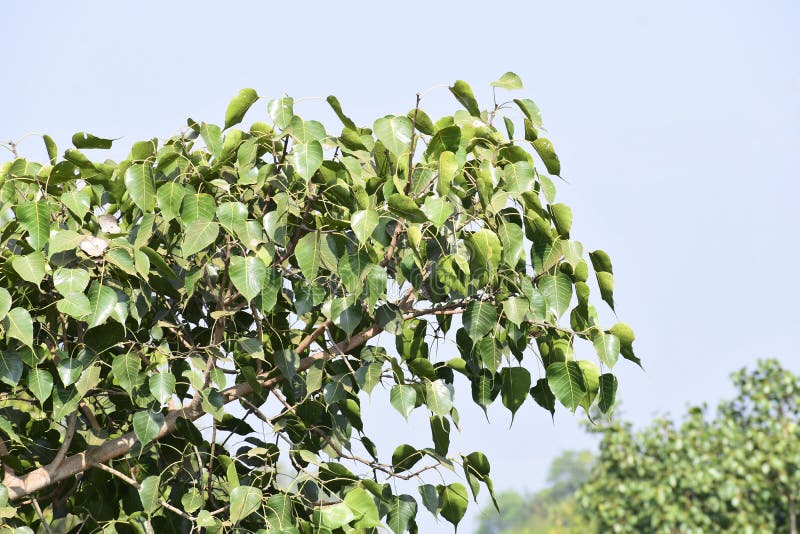 Sacred Fig Leaf (Ficus Religiosa L , Peepal Tree, Bodhi Tree, Bo Tree ... Sacred Fig Leaf (Ficus Religiosa L , Peepal Tree, Bodhi Tree, Bo Tree ...