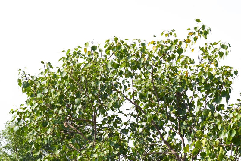 Sacred Fig Leaf (Ficus Religiosa L , Peepal Tree, Bodhi Tree, Bo Tree ... Sacred Fig Leaf (Ficus Religiosa L , Peepal Tree, Bodhi Tree, Bo Tree ...