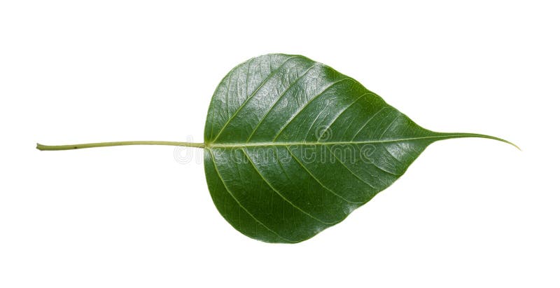 Sacred Fig Leaf (Ficus Religiosa L. , Pipal Tree, Bohhi Tree, Bo Tree ... Sacred Fig Leaf (Ficus Religiosa L. , Pipal Tree, Bohhi Tree, Bo Tree ...
