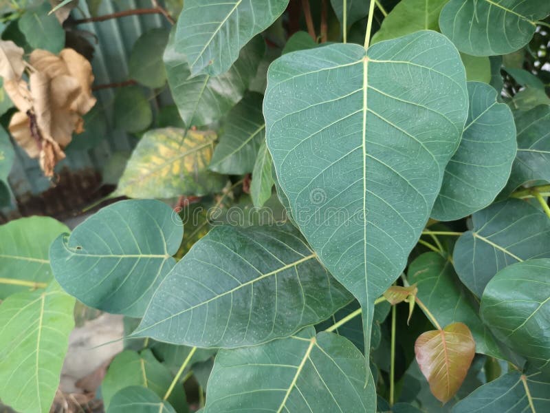 Ficus Outline Stock Photos - Free & Royalty-Free Stock Photos from ...