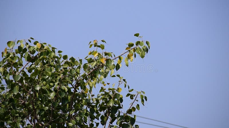 Sacred fig leaf stock footage. Video of bohhi, sacred - 261028174 Sacred fig leaf stock footage. Video of bohhi, sacred - 261028174