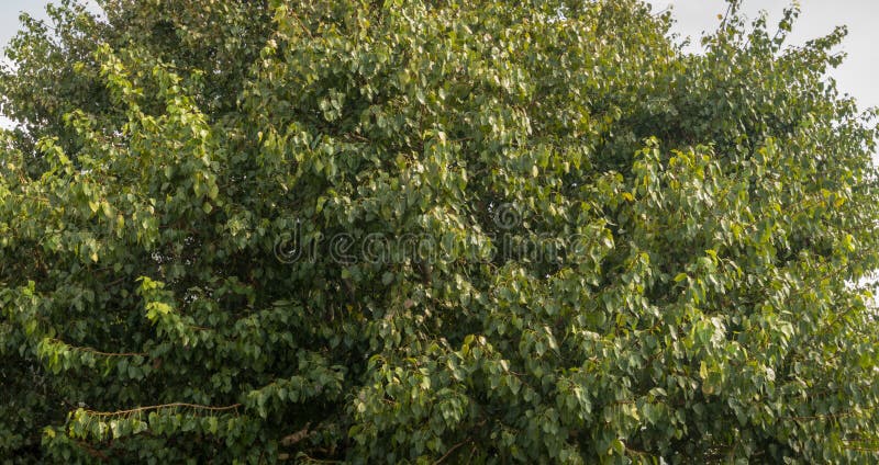 Sacred Fig Leaves Square Tree Background Shade Lighting Stock Photo ...