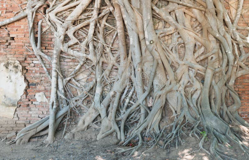 Sacred fig on temple wall stock photo. Image of civilization - 55123408