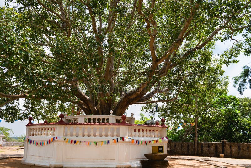 Sacred Fig Tree In A Buddhist Temple Royalty Free Stock Photos - Image ...