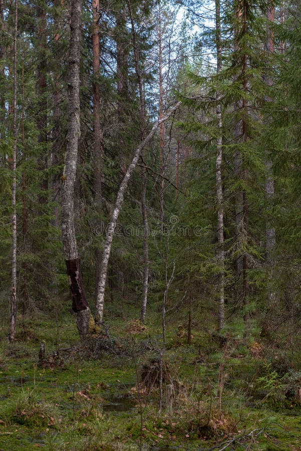 Sacred forest stock photo. Image of branch, scenic, europe - 182495960