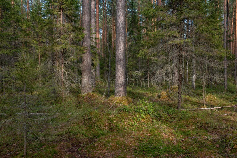 Sacred forest stock photo. Image of frozen, sacred, scene - 182498316