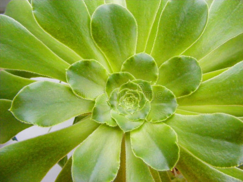 Sacred Geometry of Succulent Stock Image - Image of sacred, structural ...