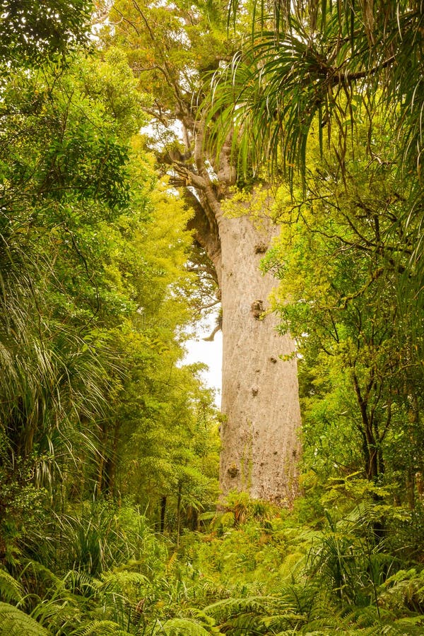 Tane Mahuta - Large Kauri Tree Stock Photo - Image of kauri, mahuta ... Tane Mahuta - Large Kauri Tree Stock Photo - Image of kauri, mahuta ...