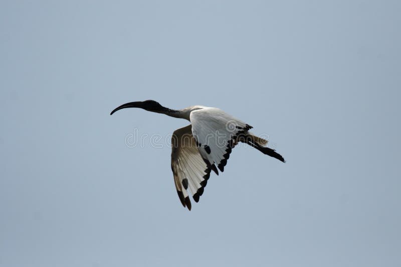 stock photo. Image of ibis, bird, feather, flying, white - 7173238