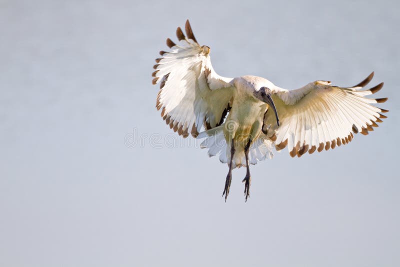 Sacred Ibis in flight stock image. Image of black, aethiopicus - 14037879