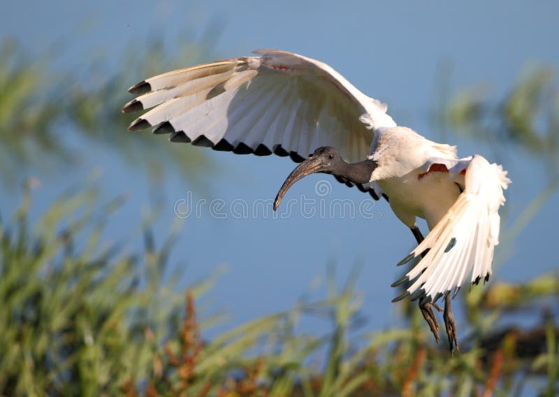 Sacred Ibis in flight stock photo. Image of cape, town - 14037880