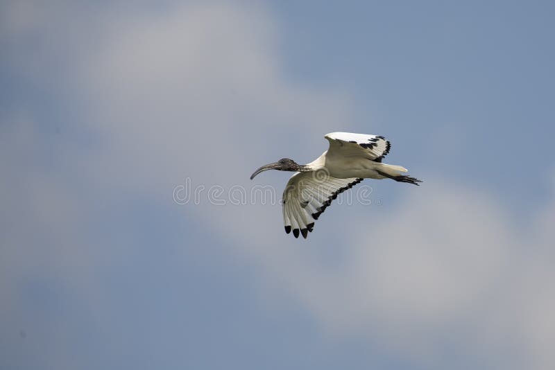 Sacred Ibis in Flight Against Blue Sky Stock Photo - Image of feather ...