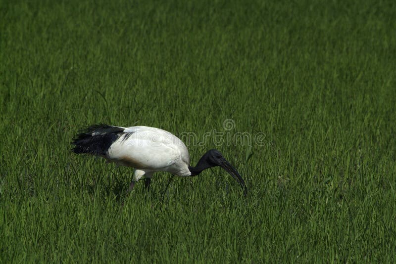 Sacred ibis stock image. Image of fields, water, standing - 81426787