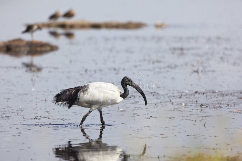 Sacred Ibis, Kenya, East Africa Stock Photo - Image of kenya, fowl ...