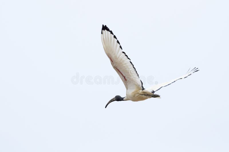 Sacred ibis nile stock photo. Image of water, south, plumage - 76499346
