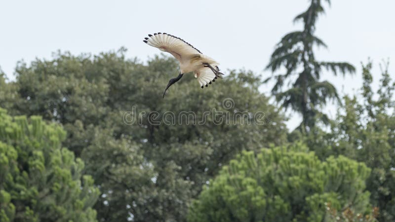 Sacred ibis nile stock photo. Image of wild, water, flying - 76499440