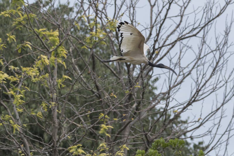 Sacred ibis nile stock image. Image of african, black - 76499459