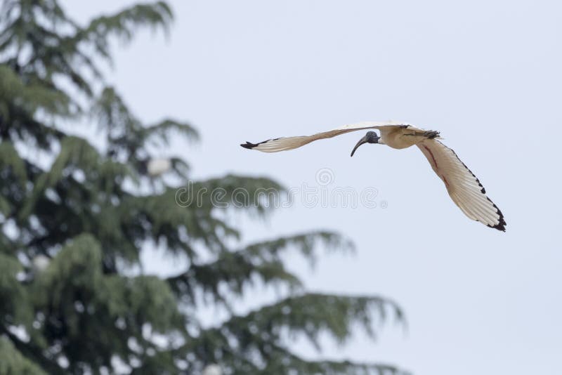 Sacred ibis nile stock image. Image of wildlife, threskiornis - 76499569