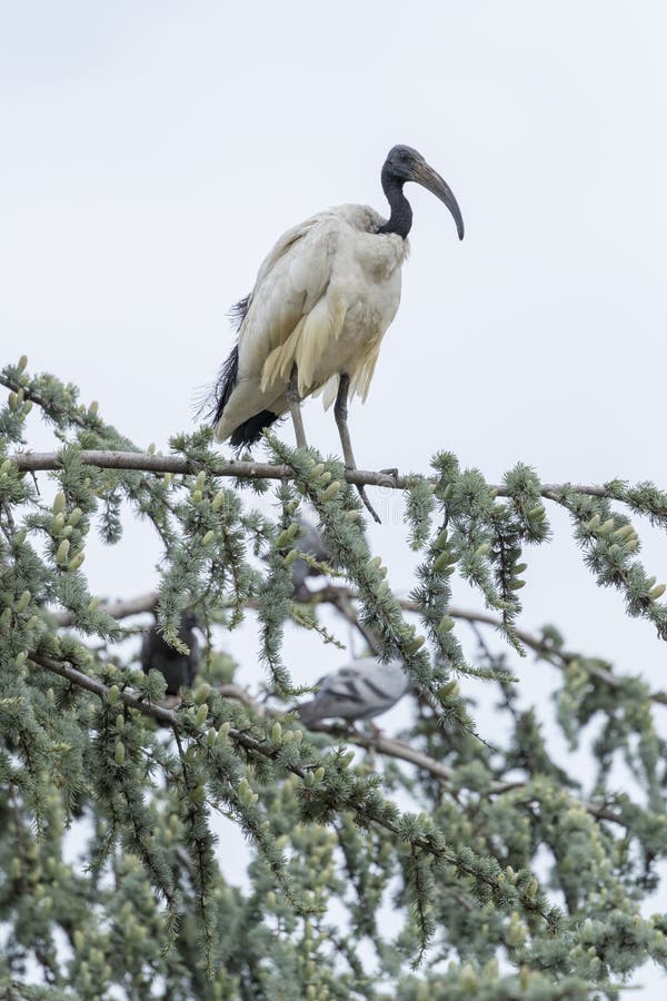 Ibis Egypt Stock Photos - Download 302 Royalty Free Photos