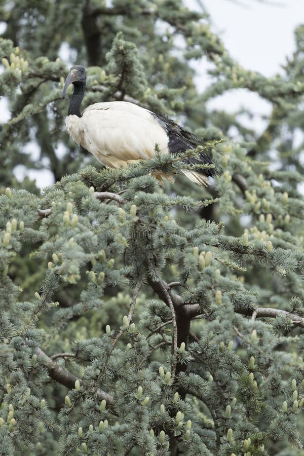 Sacred ibis nile stock image. Image of south, birds, african - 76499437