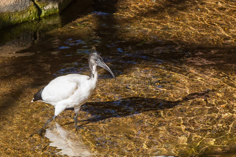 Sacred ibis stock image. Image of feather, action, ciconiiformes - 36000467