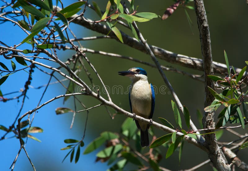 Sacred Kingfisher Hunting from a Tree Stock Image - Image of wildlife ...