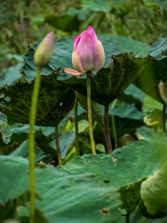 Sacred lotus flower stock photo. Image of bloom, environment - 90586284