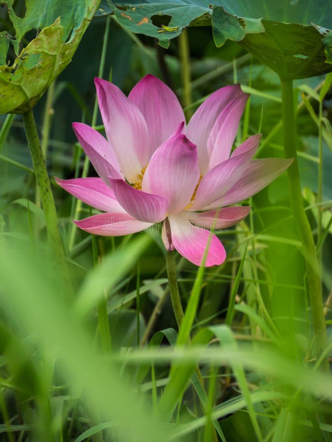 Sacred lotus flower stock image. Image of bloom, water - 90586293