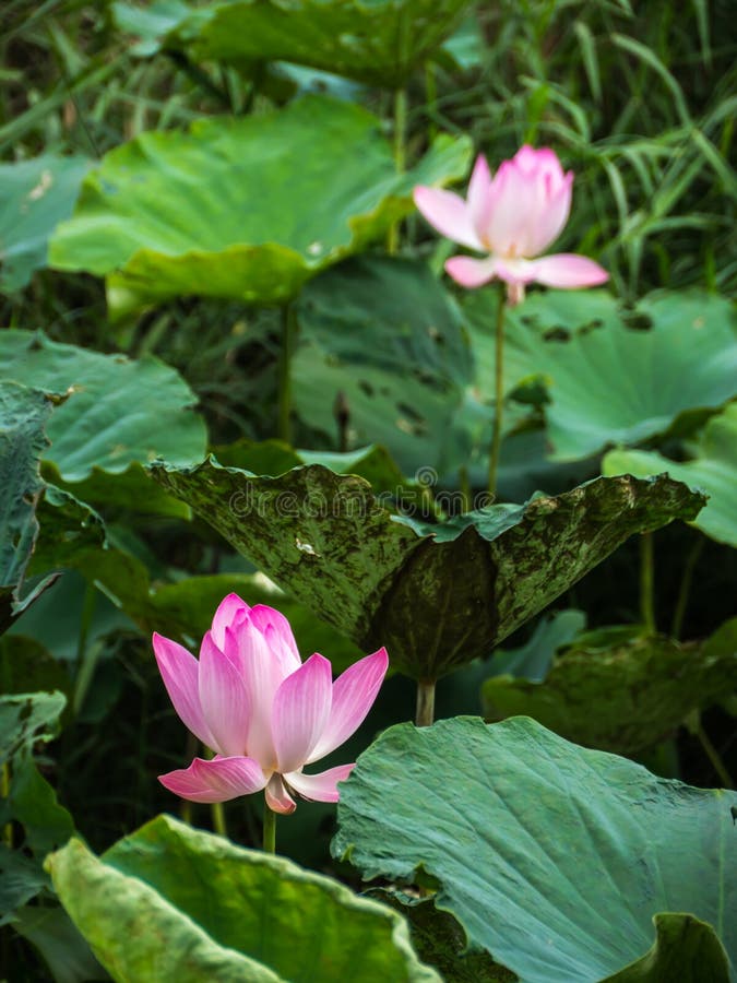 Sacred lotus flower stock image. Image of sacred, natural - 90587621