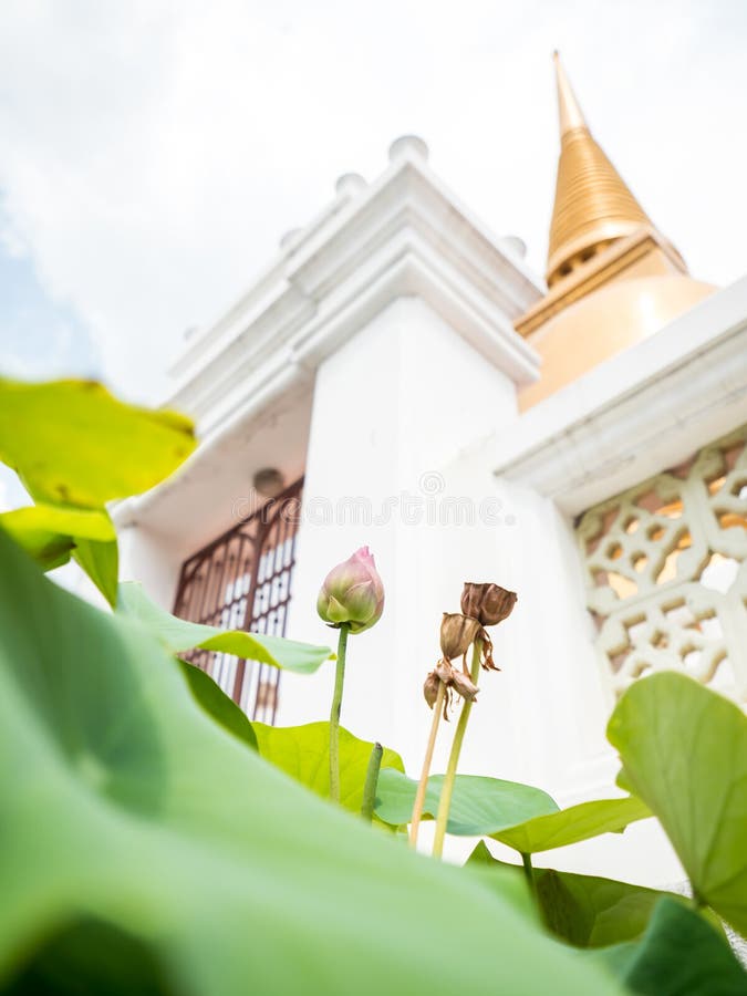 Sacred Lotus Flower in Temple Stock Photo - Image of waterlily, plant ...