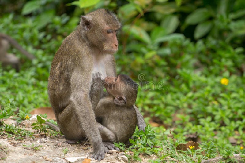 Monkey in Forest , Monkeys with a Baby Stock Photo - Image of animal ...